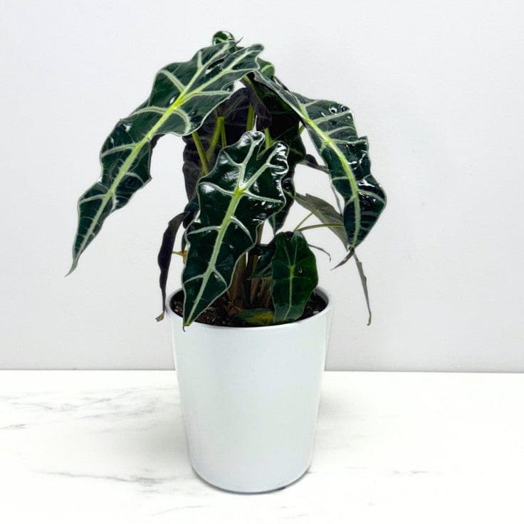 Alocasia1.jpg?v=1738251726