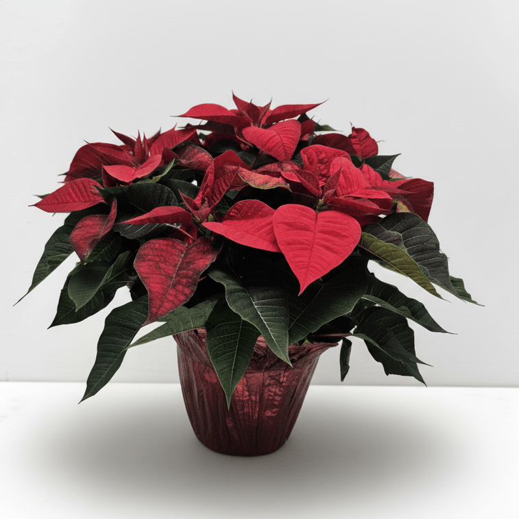 POINSETTIA PLANT